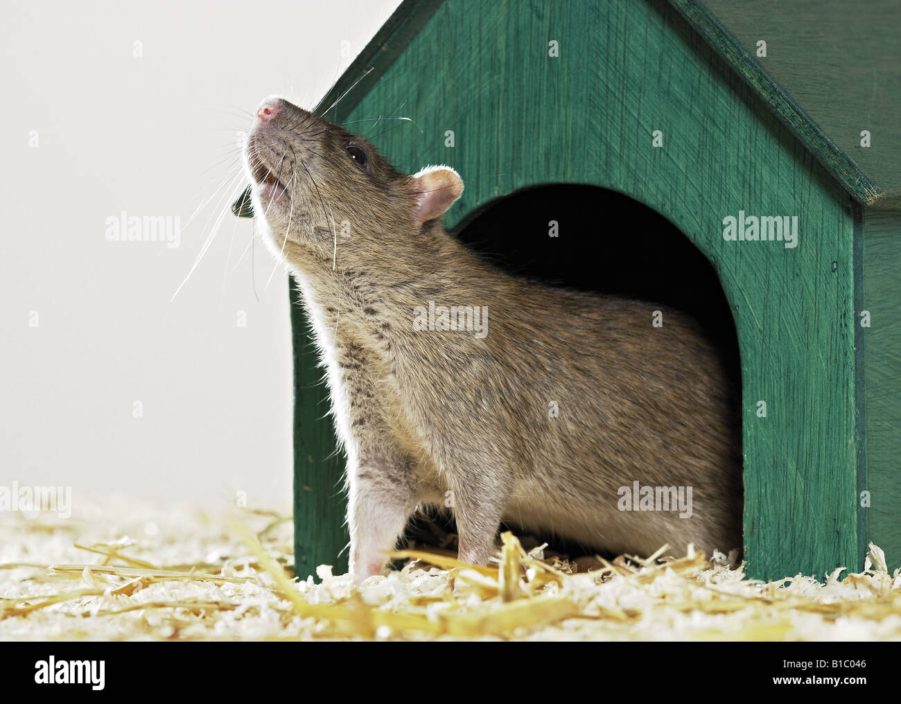 fancy rat in house Stock Photo - Alamy