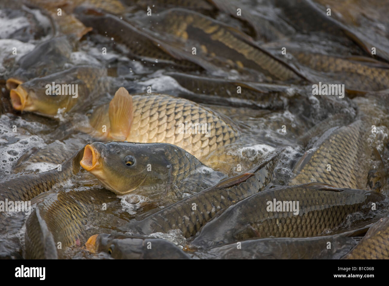 Carp (Cyrinus carpio) New York USA Swimming up channel from canal in ...
