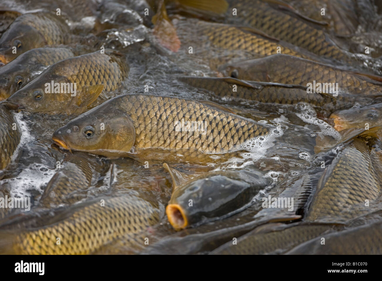 Carp (Cyrinus carpio) New York USA Swimming up channel from canal in ...