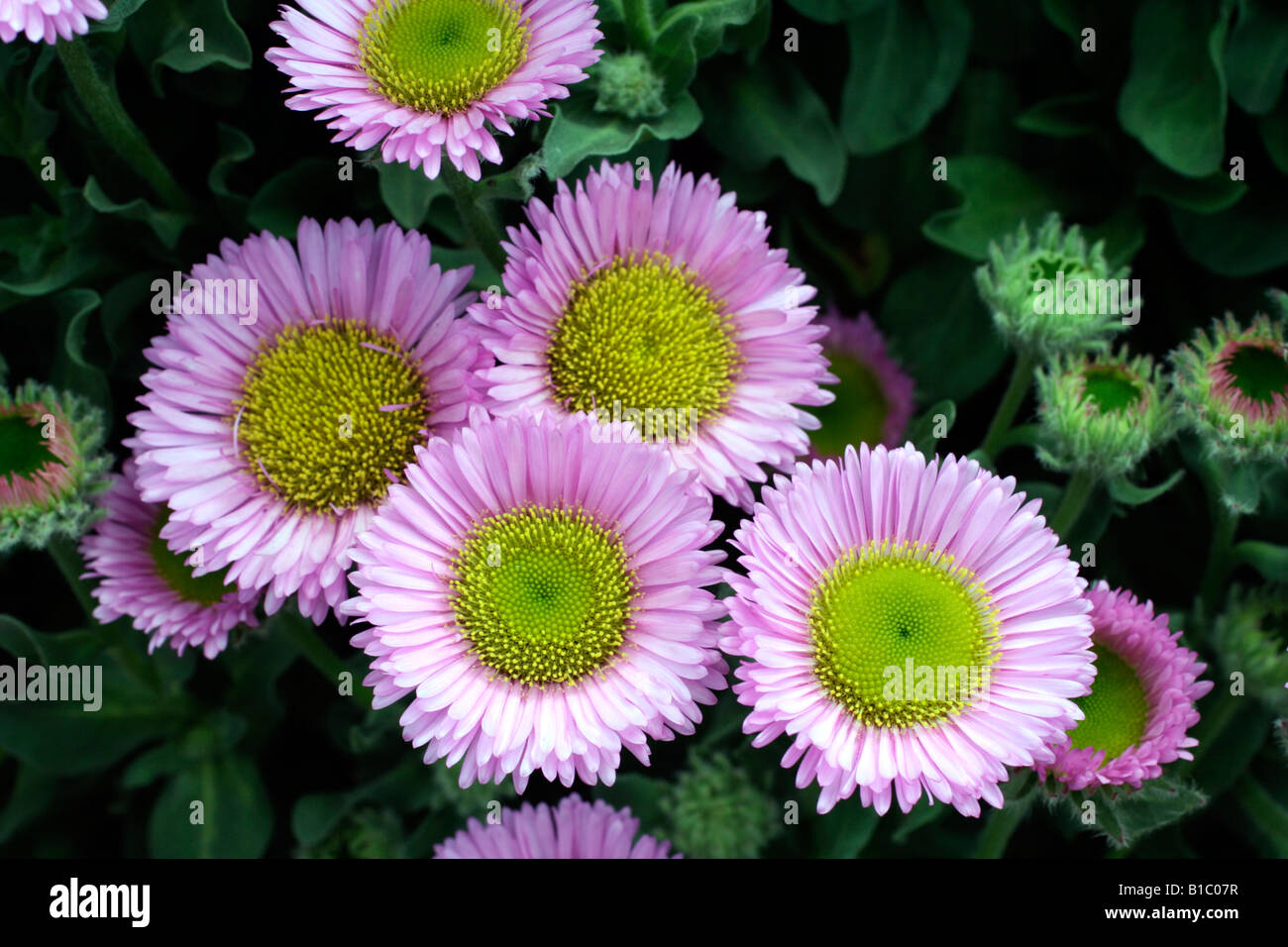 Erigeron glaucus pink daisy trailing june rockery hi-res stock ...