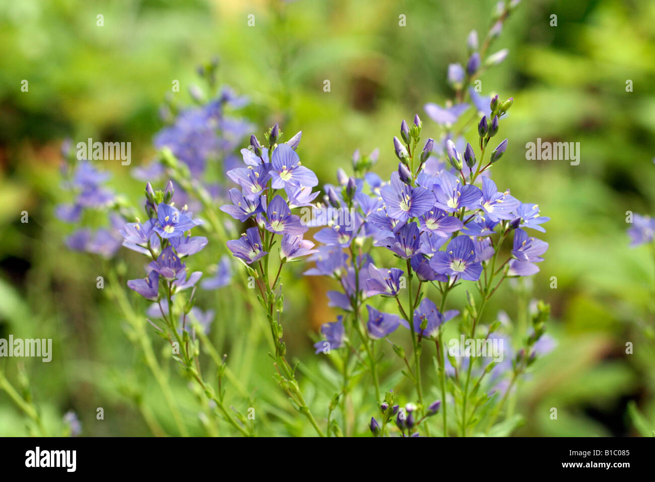 Veronica prostrata hi-res stock photography and images - Alamy