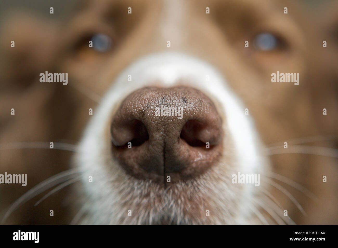 Border Collie. Close-up of nose Stock Photo - Alamy