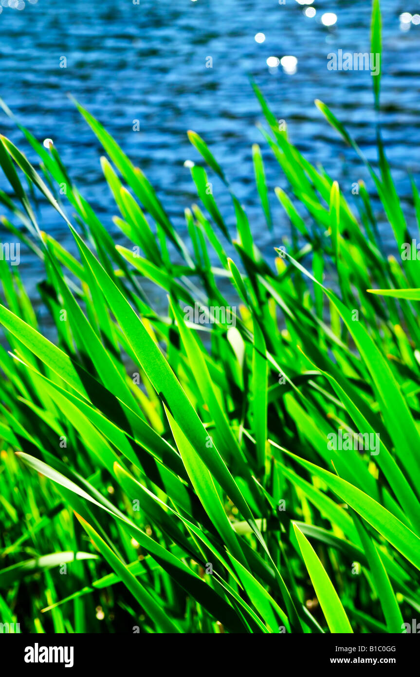 Natural background of green reeds at water edge Stock Photo - Alamy