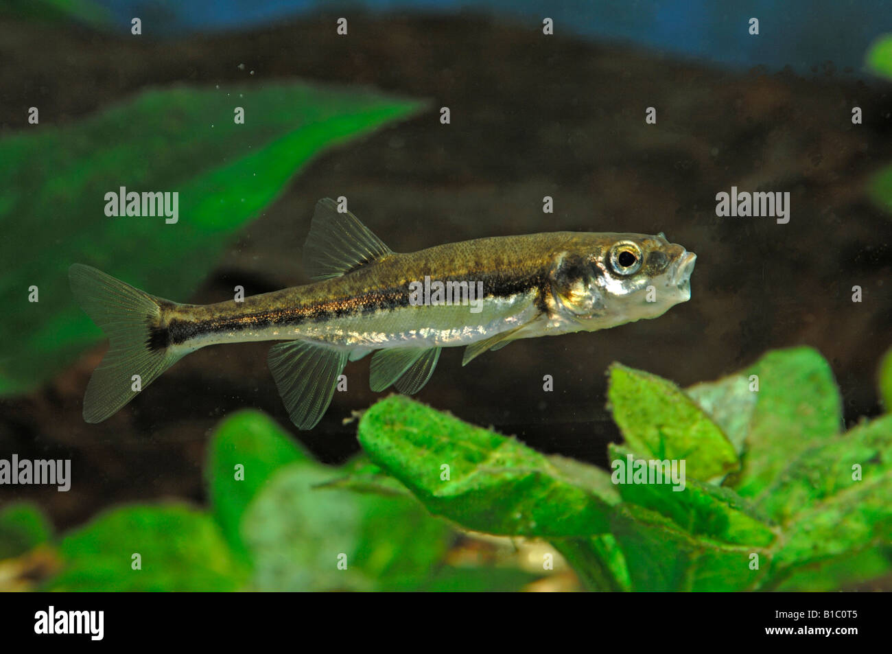 Minnow (Phoxinus phoxinus), yawning Stock Photo - Alamy