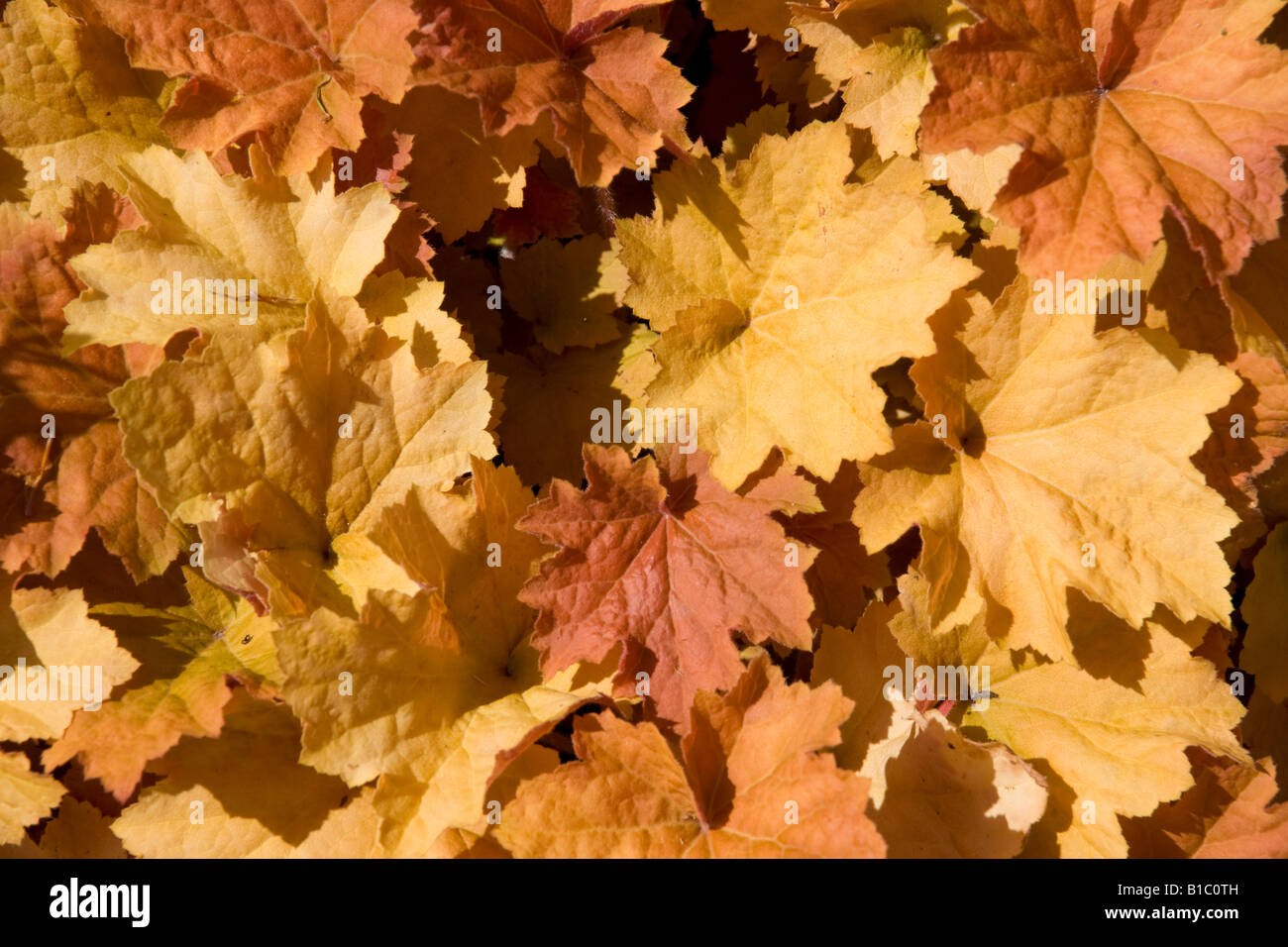 Heuchera 'caramel' leaves in sunlight Stock Photo - Alamy