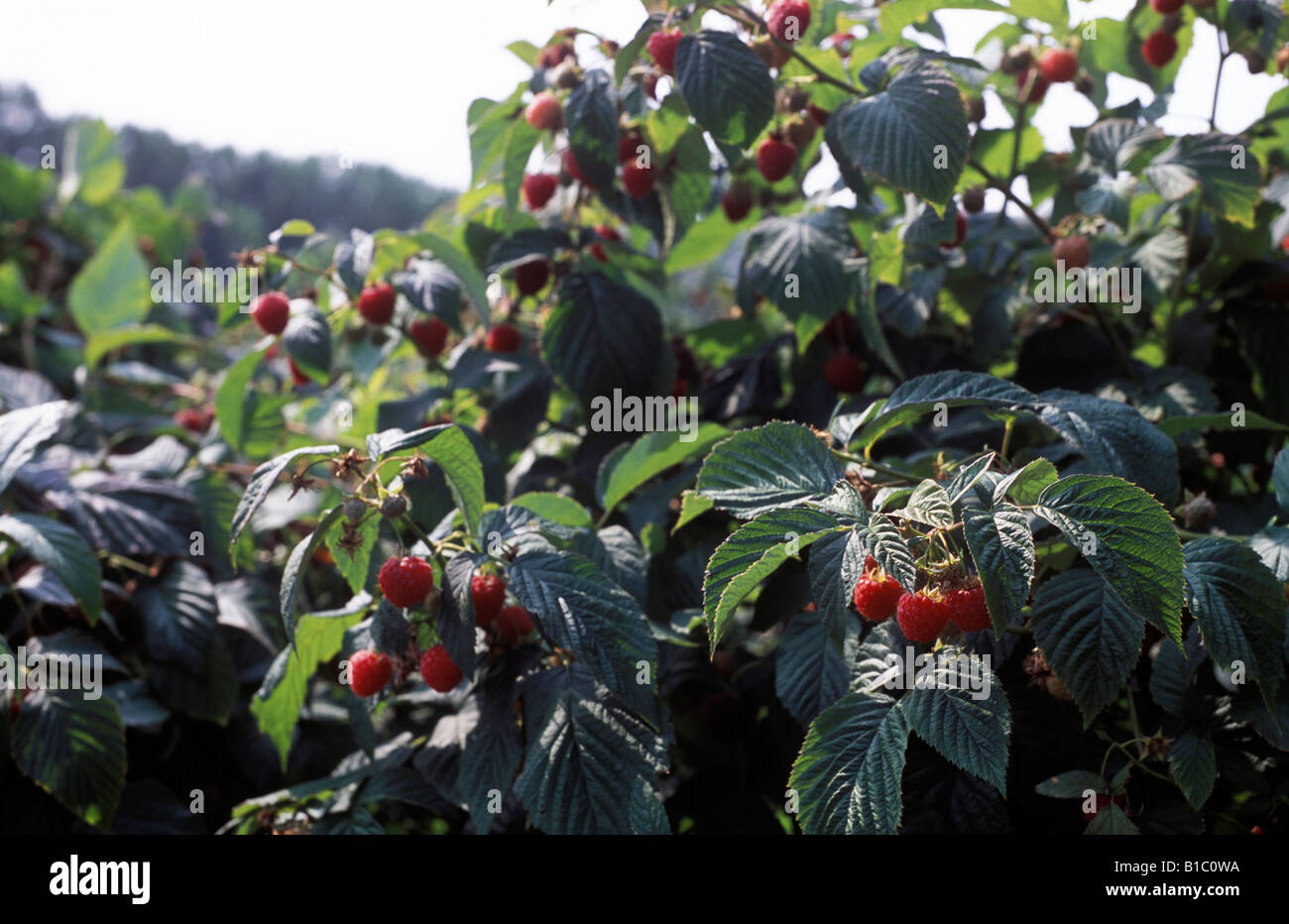 Raspberry plant uk hi-res stock photography and images - Alamy