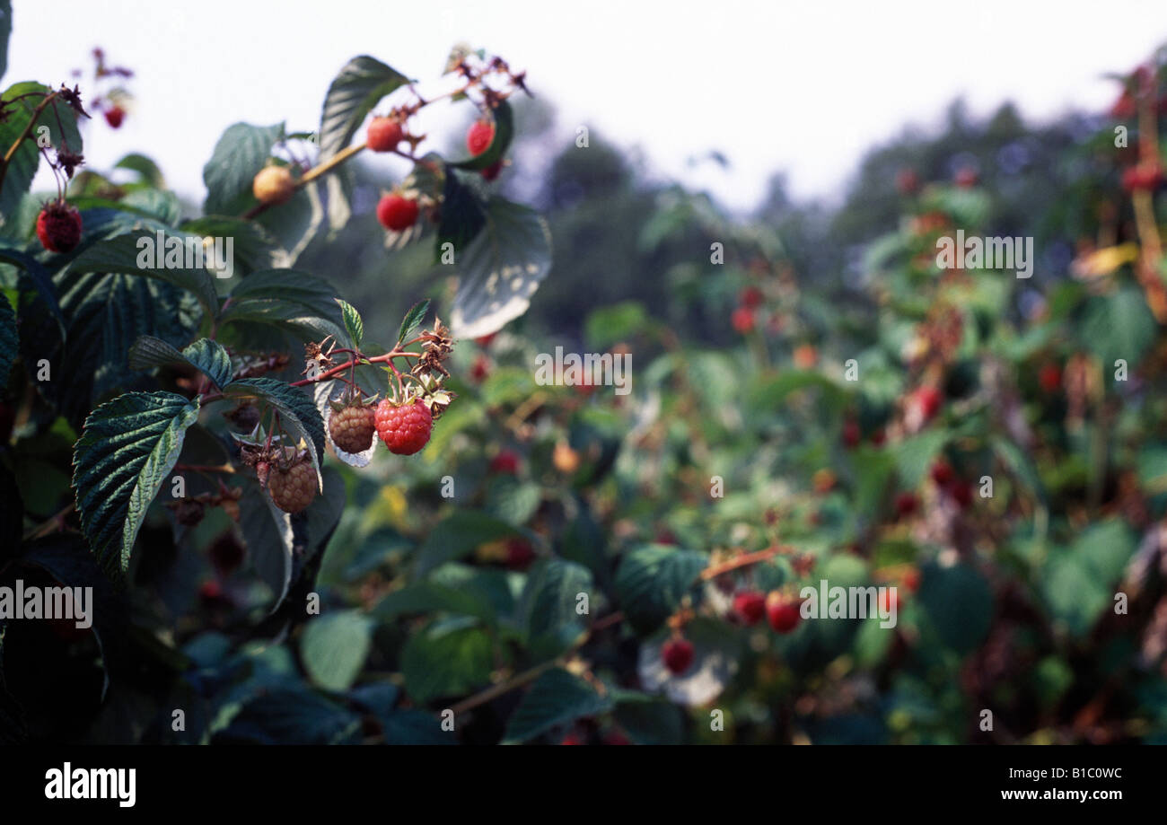 Growing raspberries uk hi-res stock photography and images - Alamy