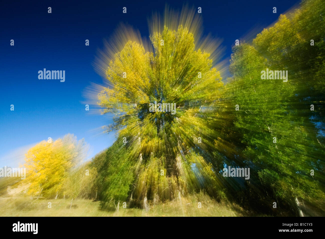 White poplars Populus alba autumn Stock Photo - Alamy