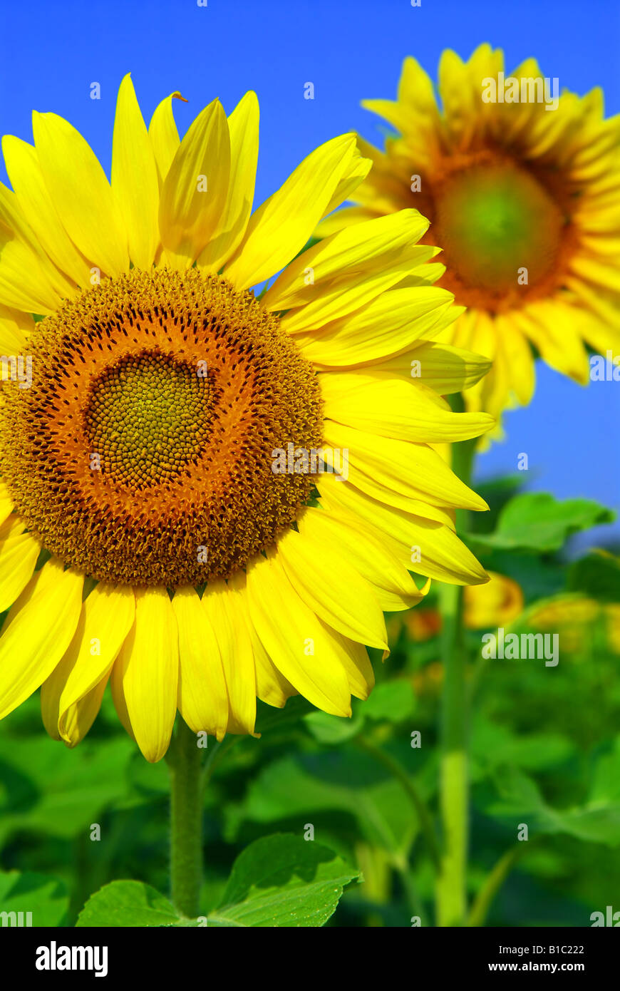 Big sunflowers growing in hi-res stock photography and images - Alamy