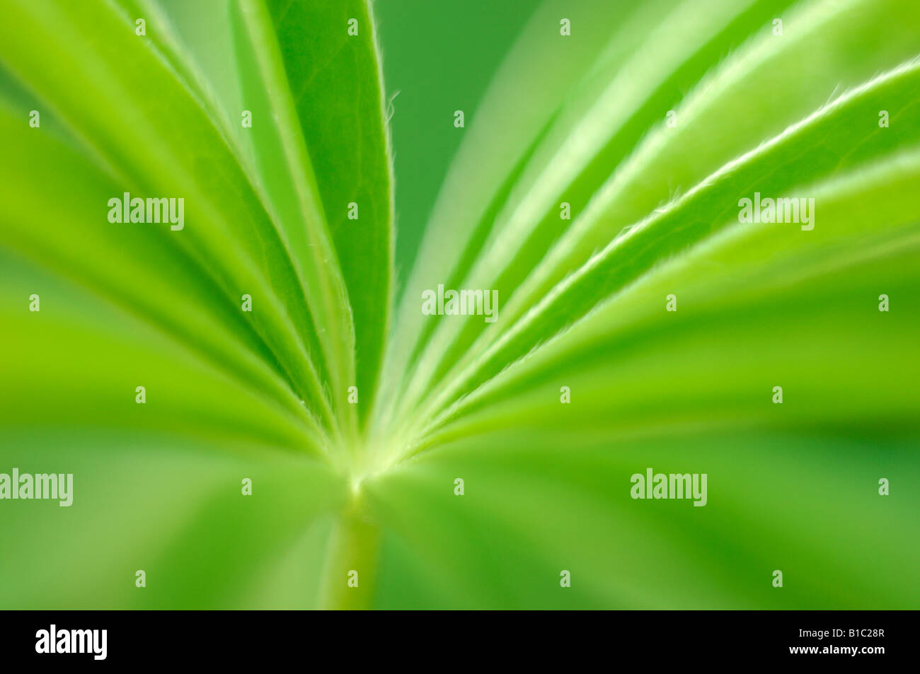 Lupin leaves hi-res stock photography and images - Alamy