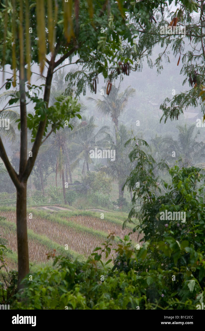 Indonesia Lombok Island heavy tropical rain in rice paddies viewed ...