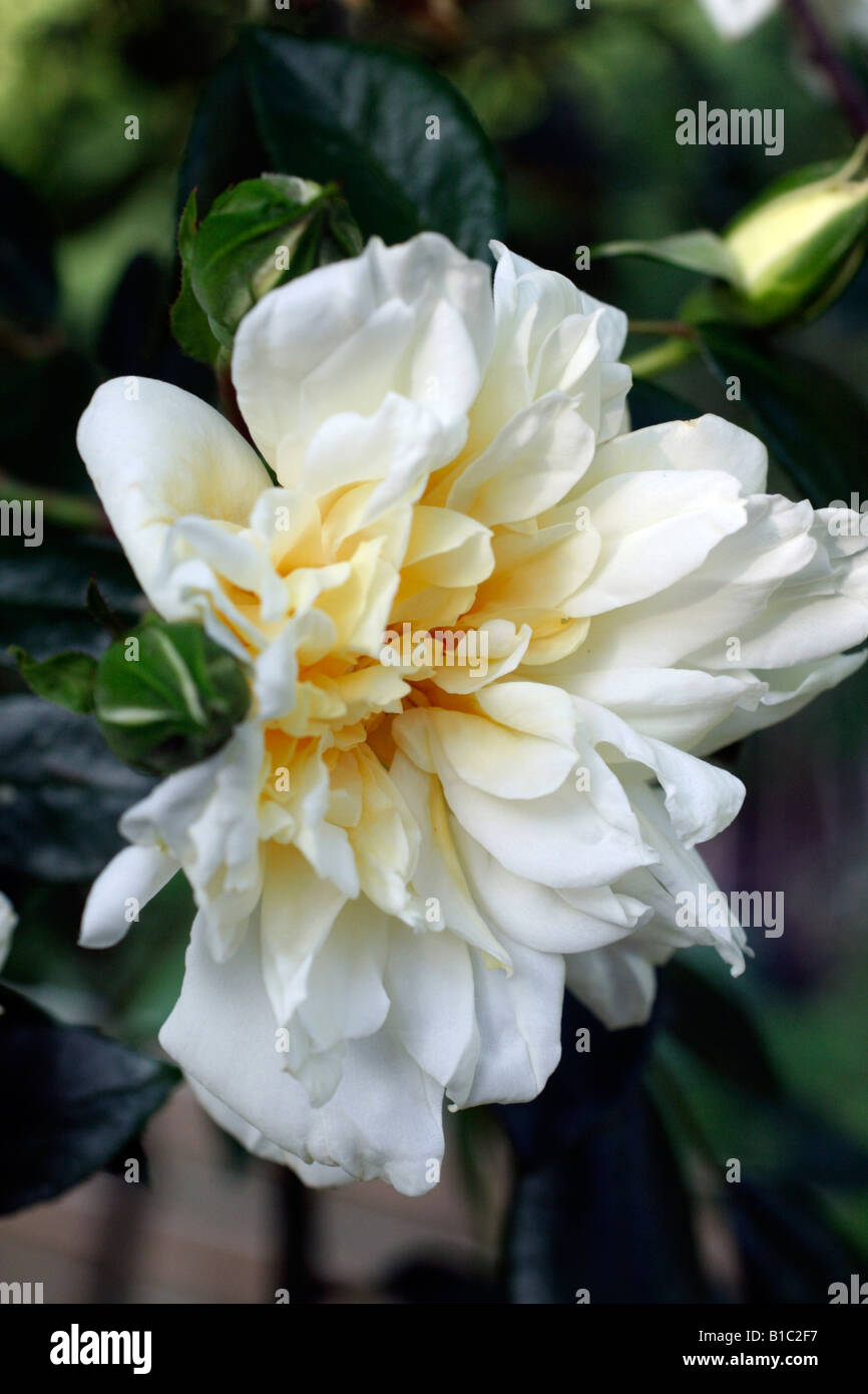 ROSA ALBÉRIC BARBIER AGM RAMBLER ROSE Stock Photo - Alamy