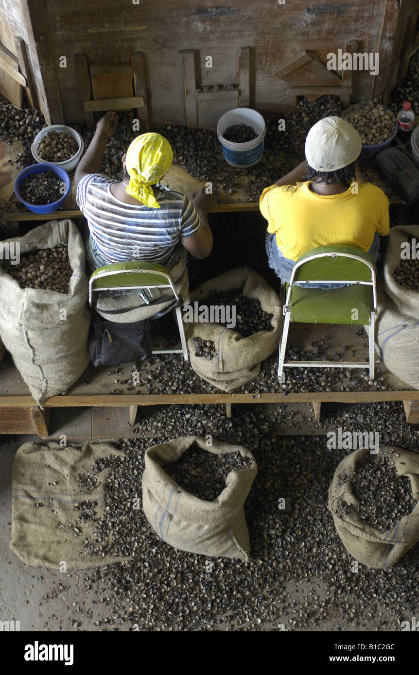 geography / travel, Grenada, industry, worker at nutmeg factory ...