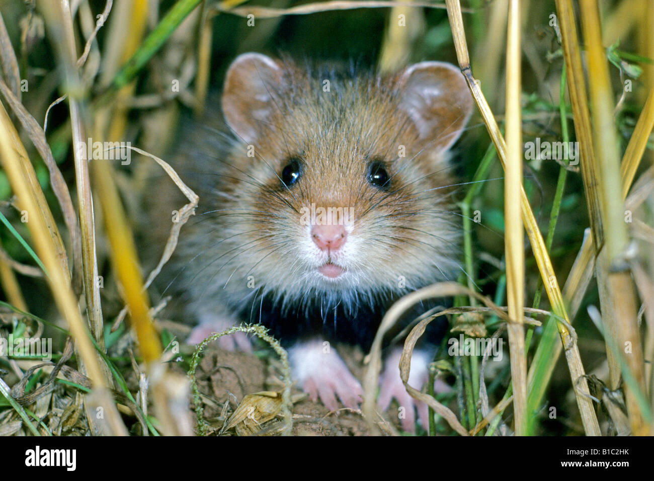 Common Hamster (Cricetus cricetus) in corn field Stock Photo - Alamy