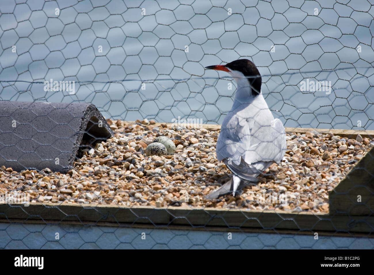 Artificial Raft Stock Photos & Artificial Raft Stock Images - Alamy