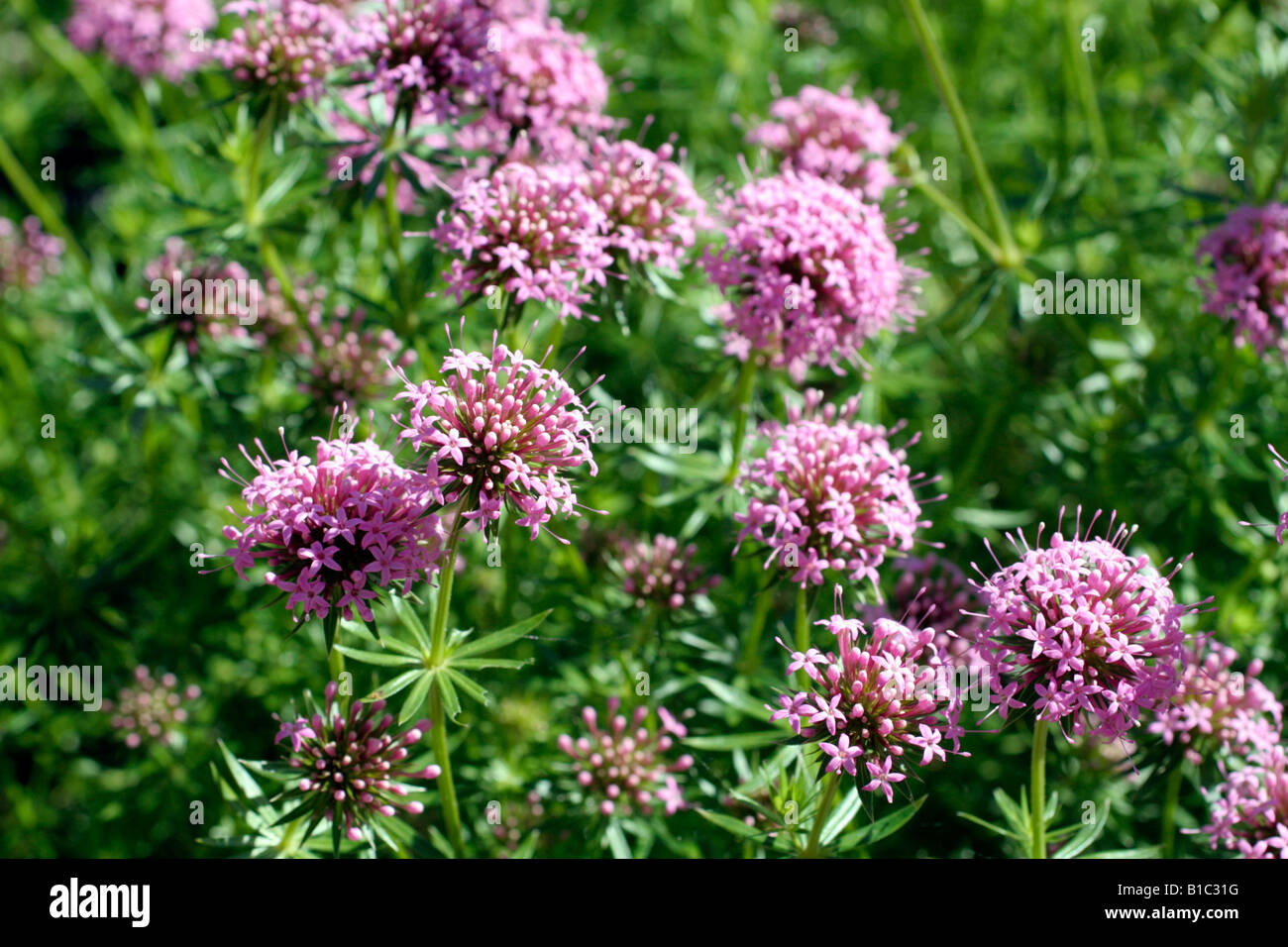 Phuopsis hi-res stock photography and images - Alamy