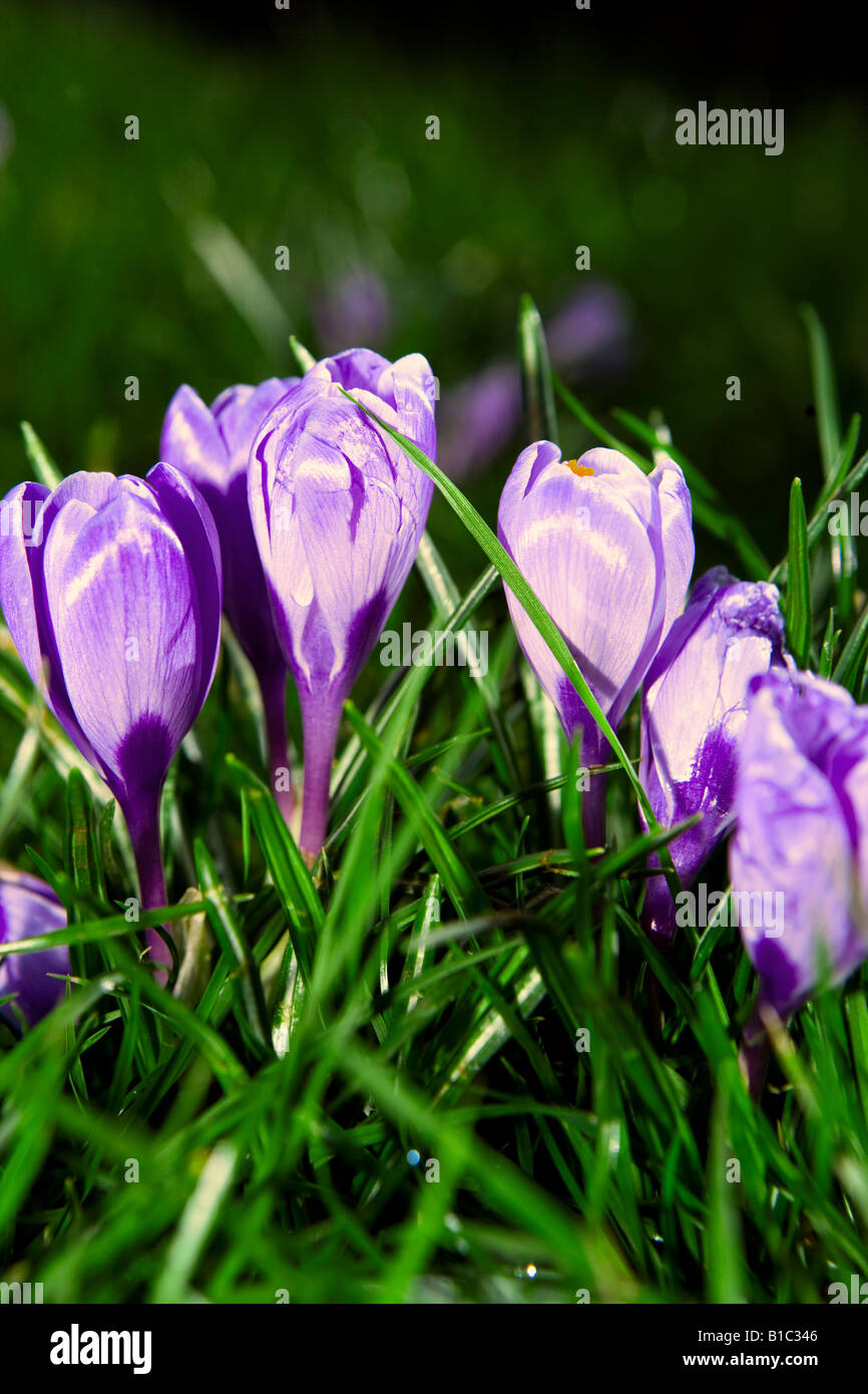 Purple bulbs hi-res stock photography and images - Alamy
