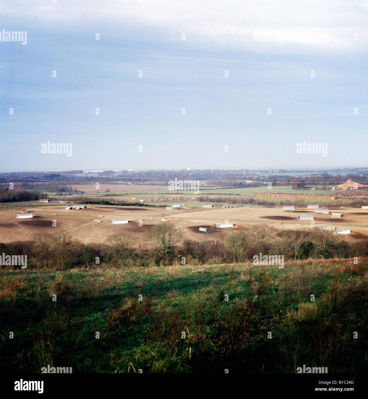 pig farm, Surrey england uk Stock Photo - Alamy