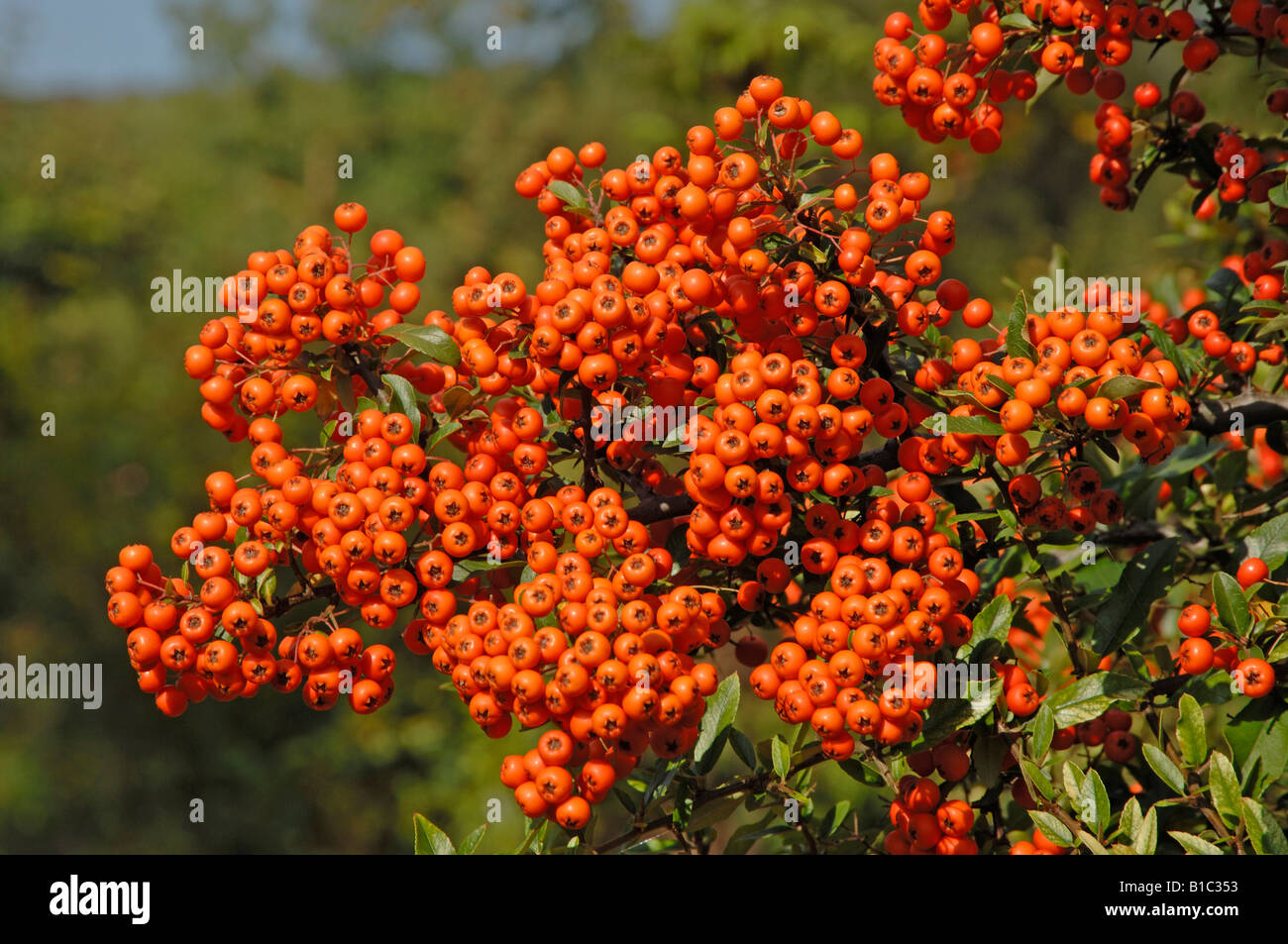 Pyracantha red cushion hi-res stock photography and images - Alamy
