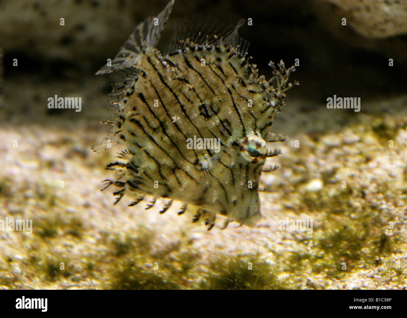 Hairy File Fish, Chaetodermis penicilligerus. Indonesia Stock Photo - Alamy