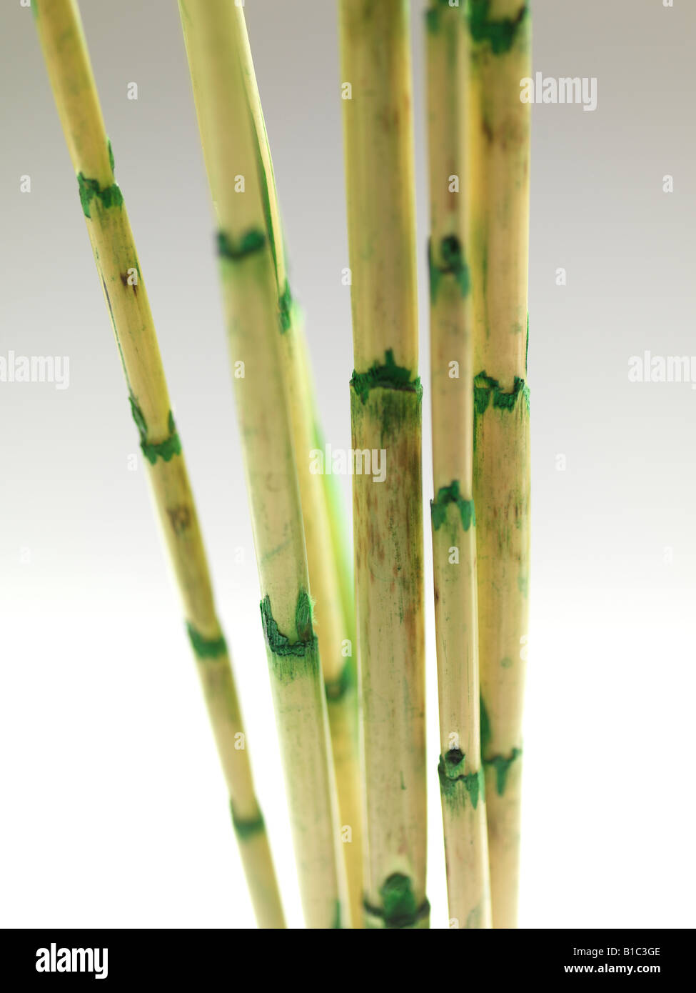 bamboo light green decoloured dry evergreen stick Stock Photo - Alamy