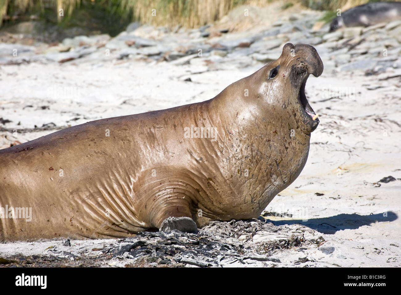A fully mature adult male Southern Elephant Seal roaring Stock Photo ...