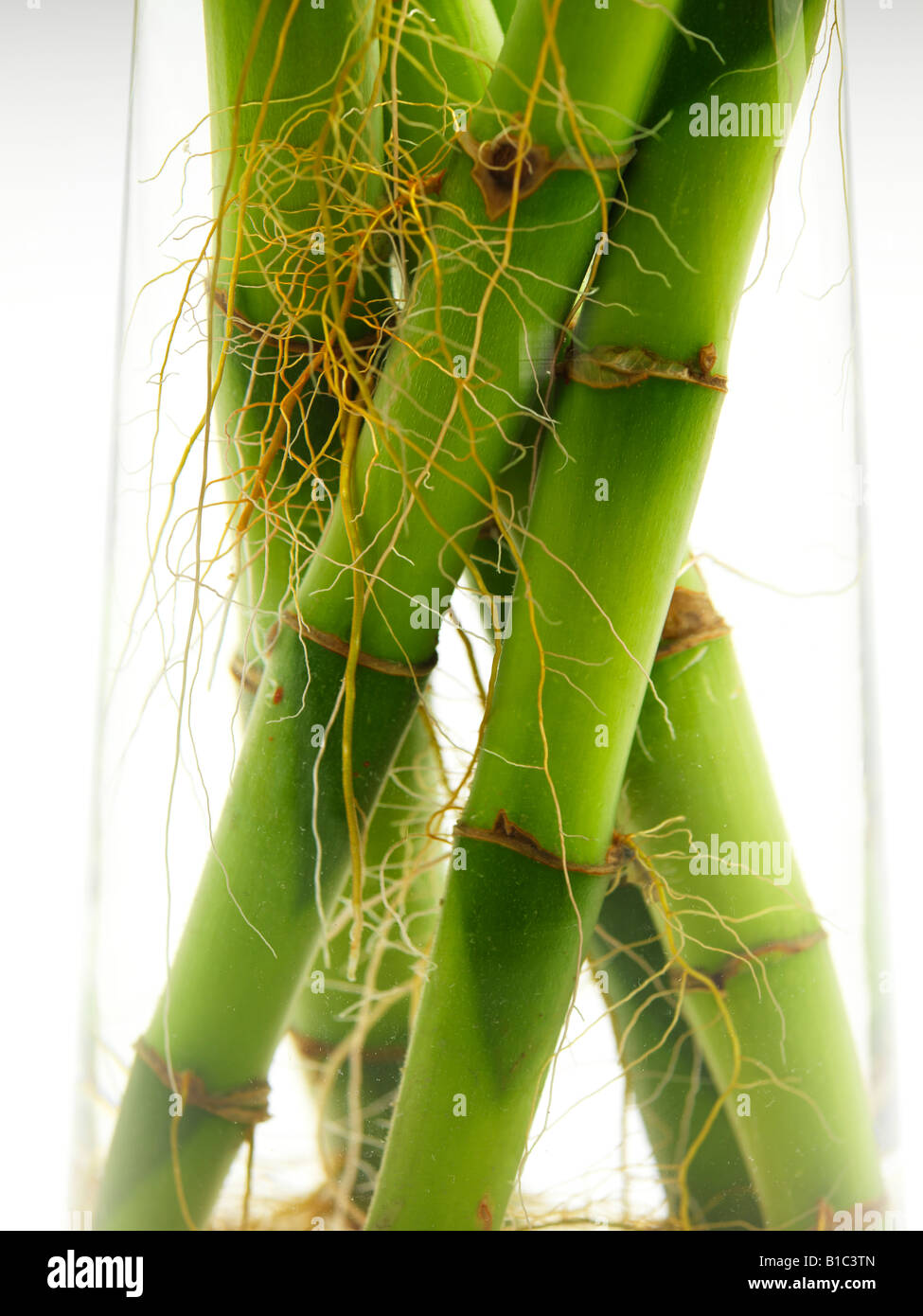Bamboo plant roots hi-res stock photography and images - Alamy