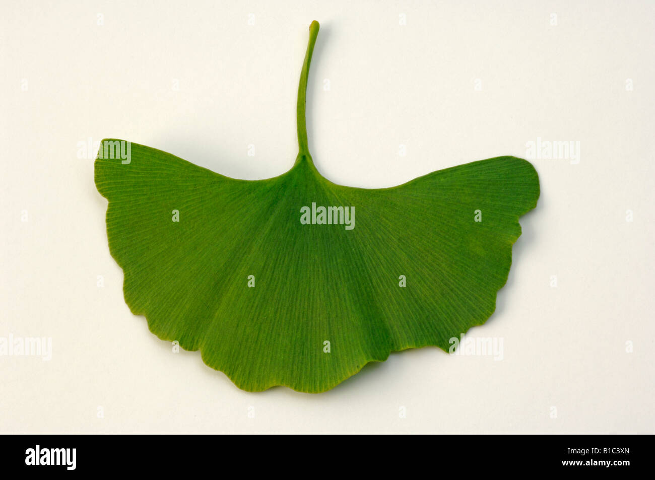 Gingko leaf fossil hi-res stock photography and images - Alamy