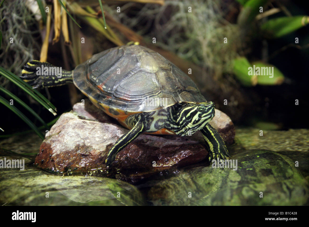 Emydidae hi-res stock photography and images - Alamy