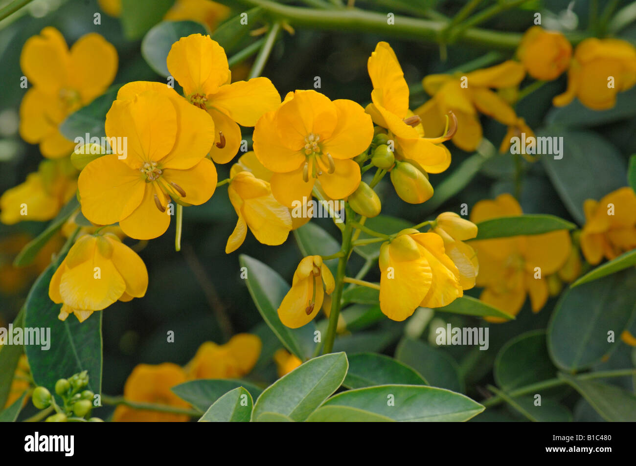 Buttercup Bush, Downy Senna (Senna multiglandulosa, Cassia tomentosa ...