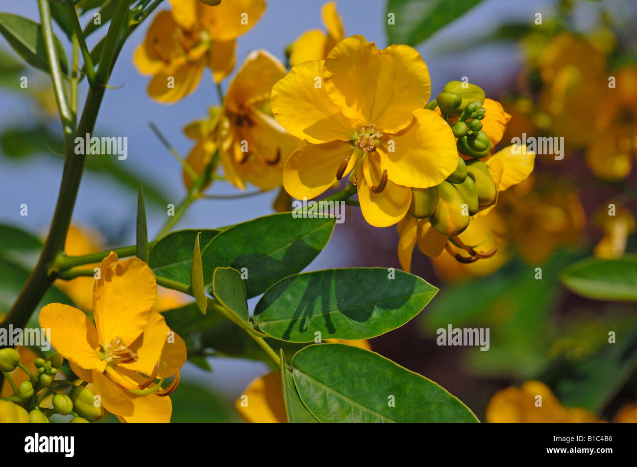 Buttercup Bush, Downy Senna (Senna multiglandulosa, Cassia tomentosa ...
