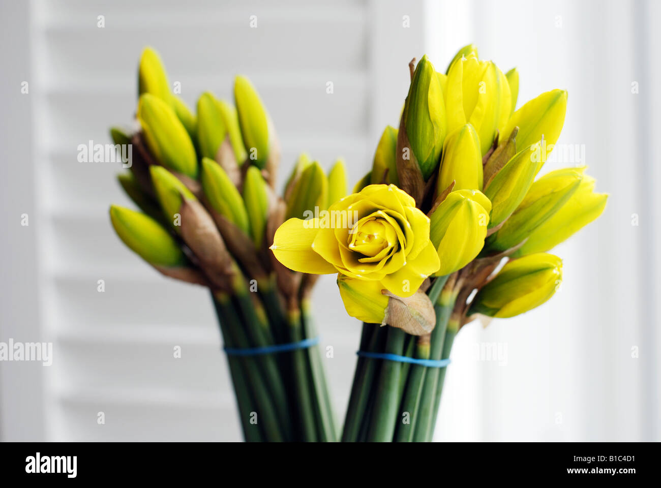 NEWLY BOUGHT BUNCHES OF CUT DAFFODILS Stock Photo - Alamy