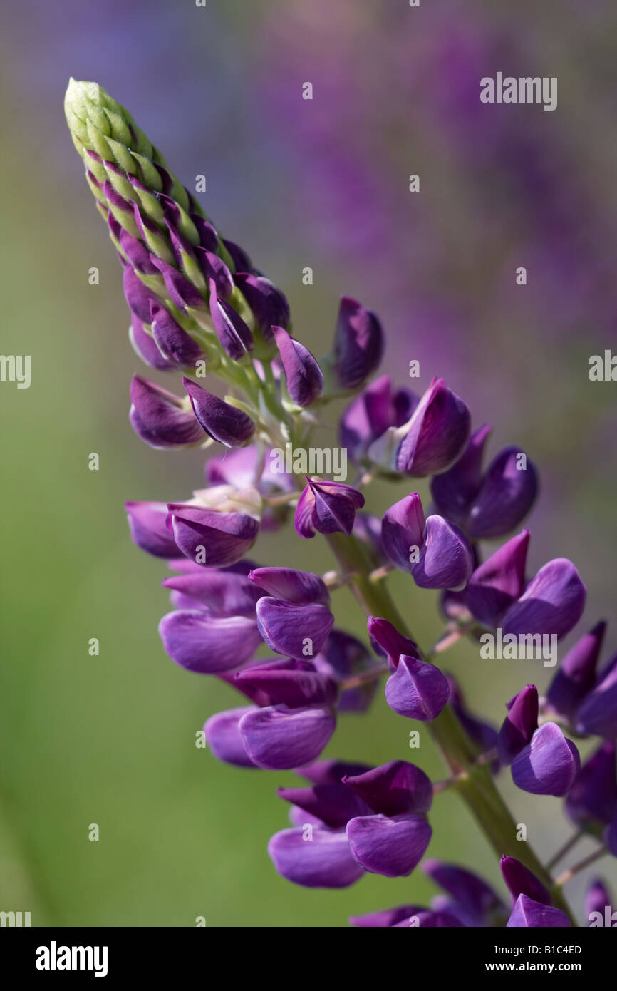 lupin in flower Stock Photo - Alamy