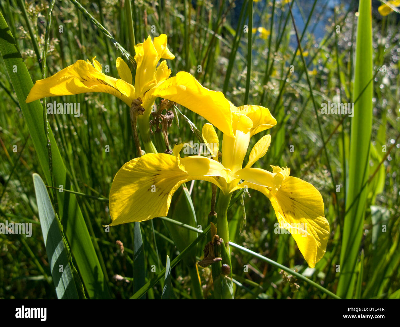 Sarratt village hi-res stock photography and images - Alamy