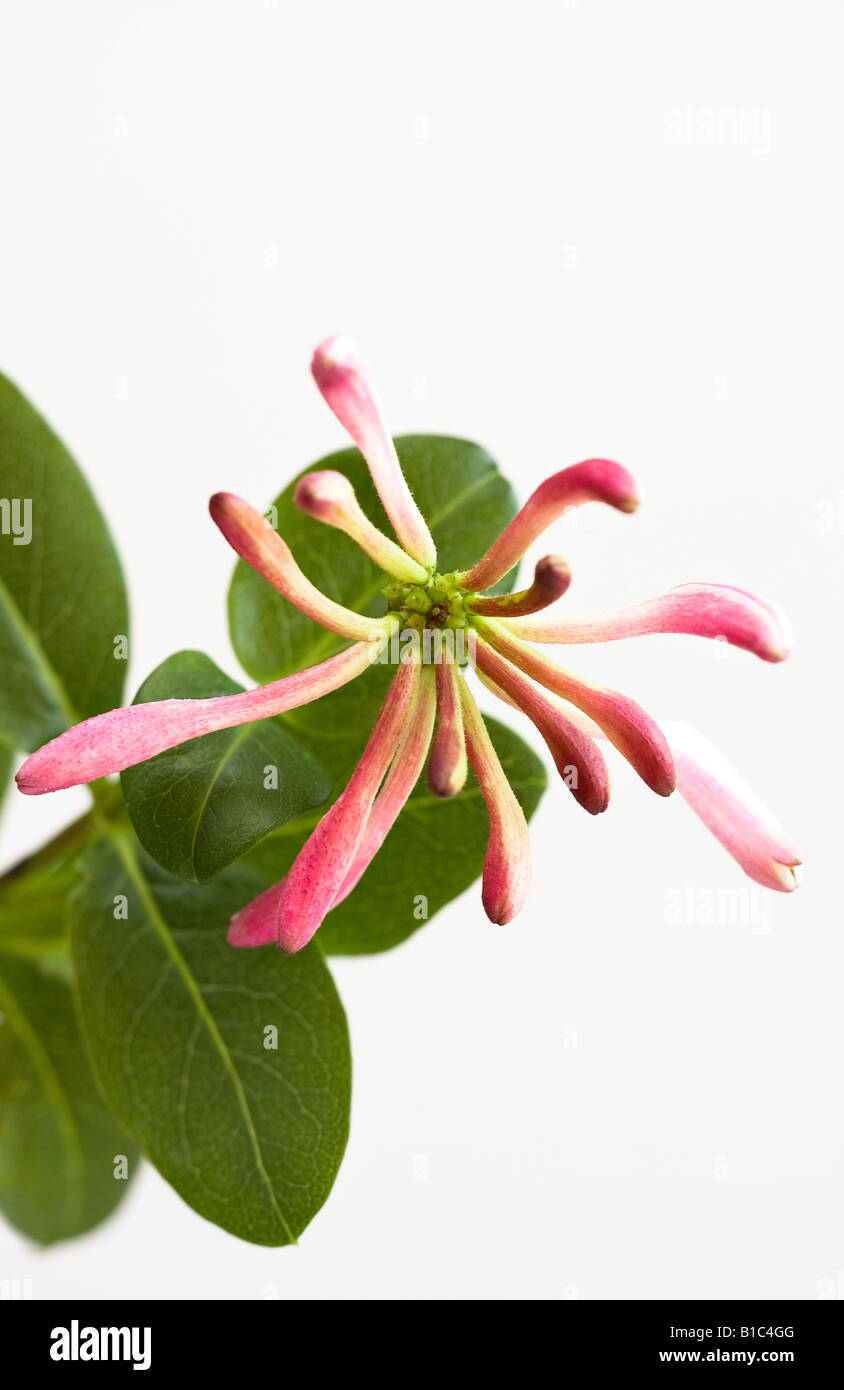 A single pale pink Honeysuckle (Lonicera) flower in bloom in June in ...