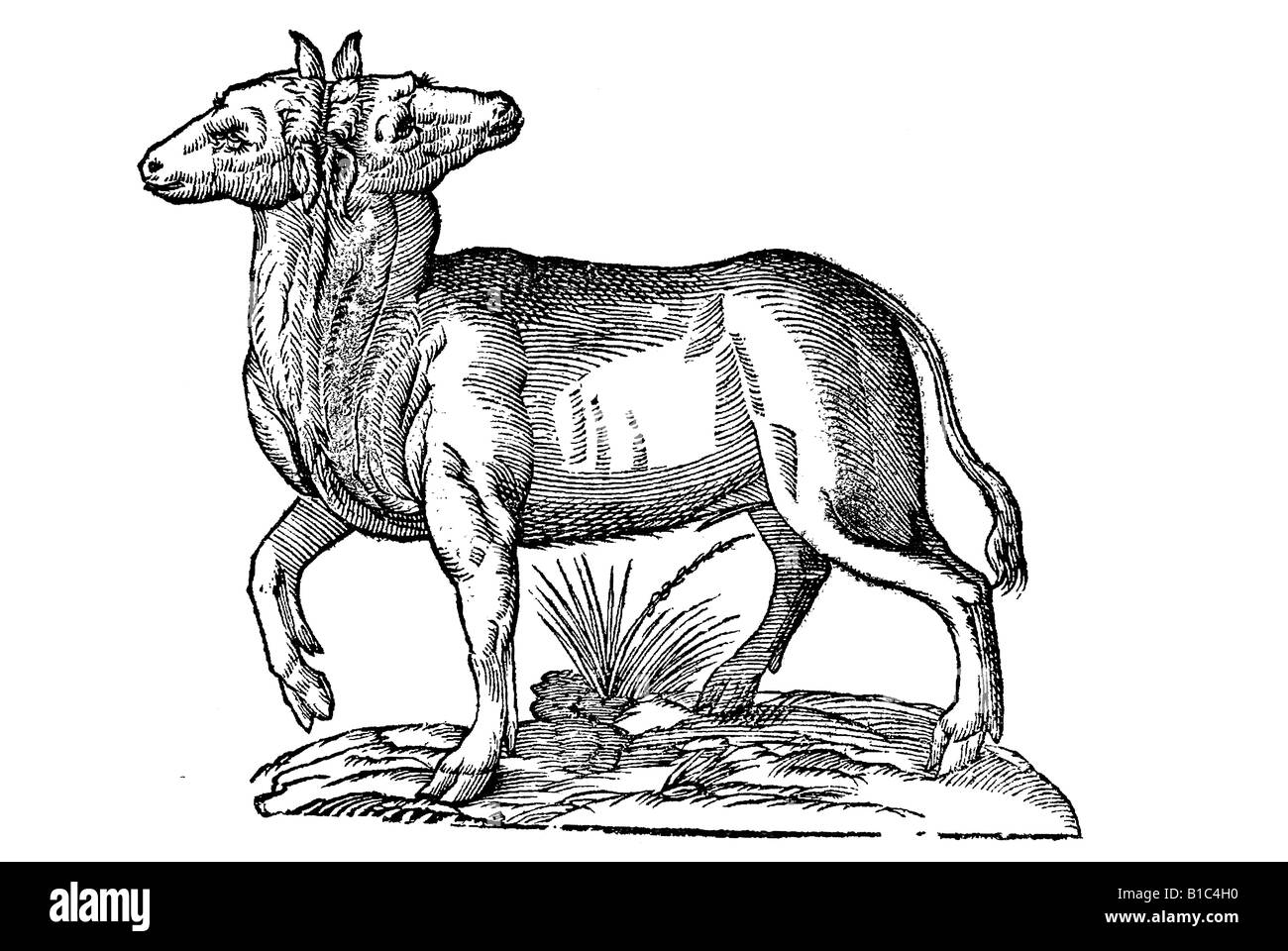 Vitulus biceps capitibus in occipitio copulatis, Aldrovandi, 1642, 17th ...