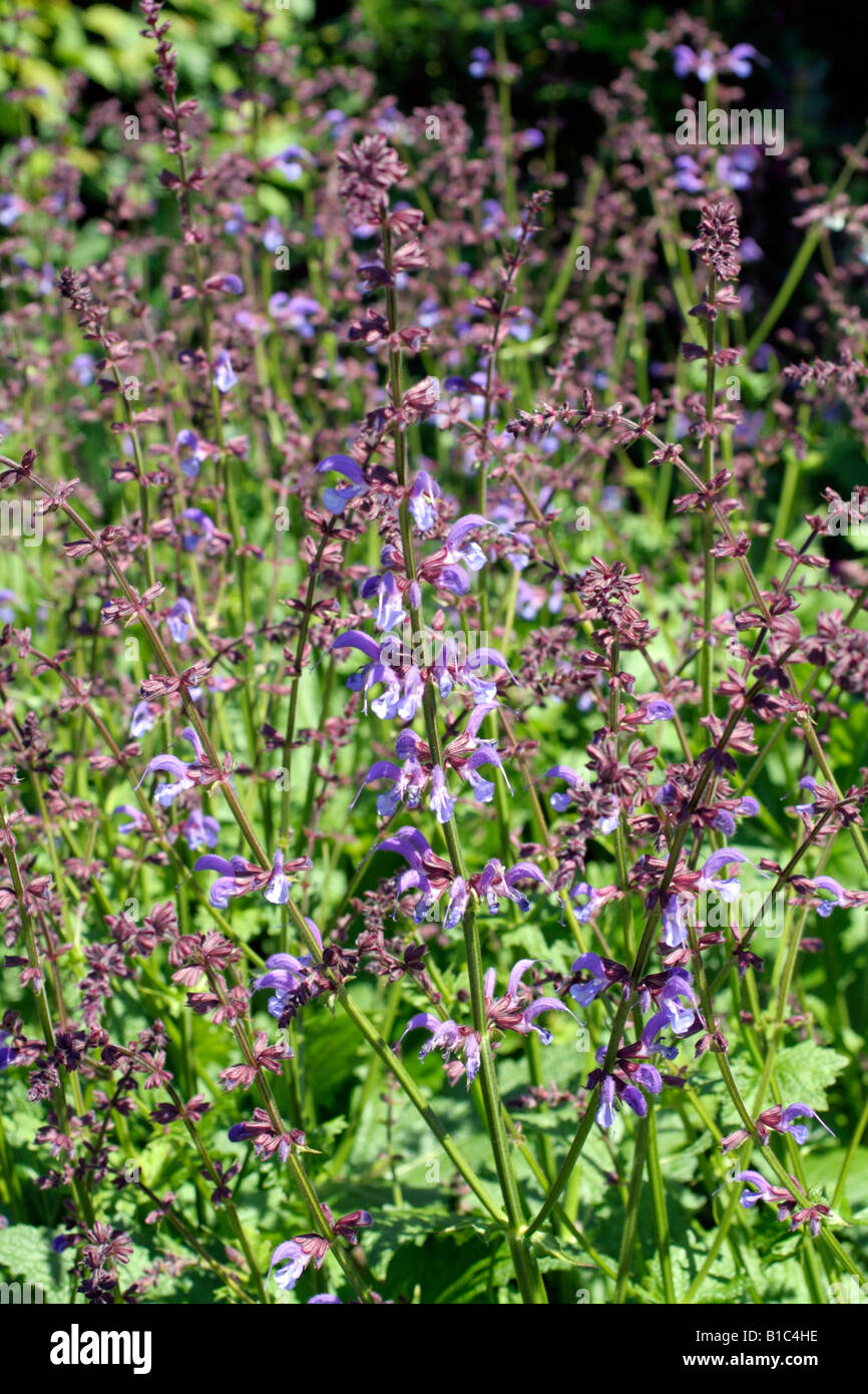 SALVIA INDIGO SPIRES Stock Photo - Alamy