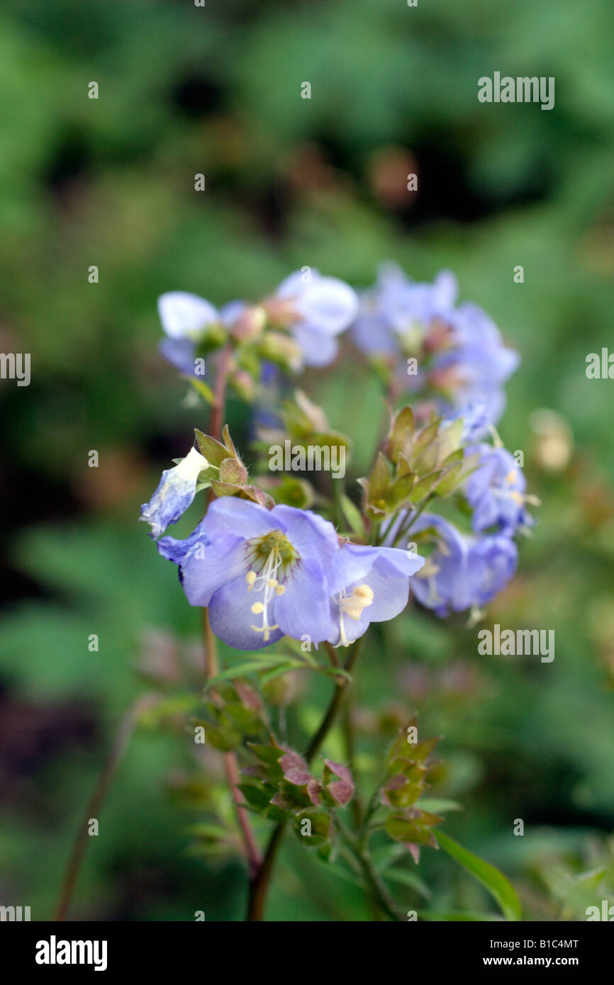 Blue polemonium hi-res stock photography and images - Alamy