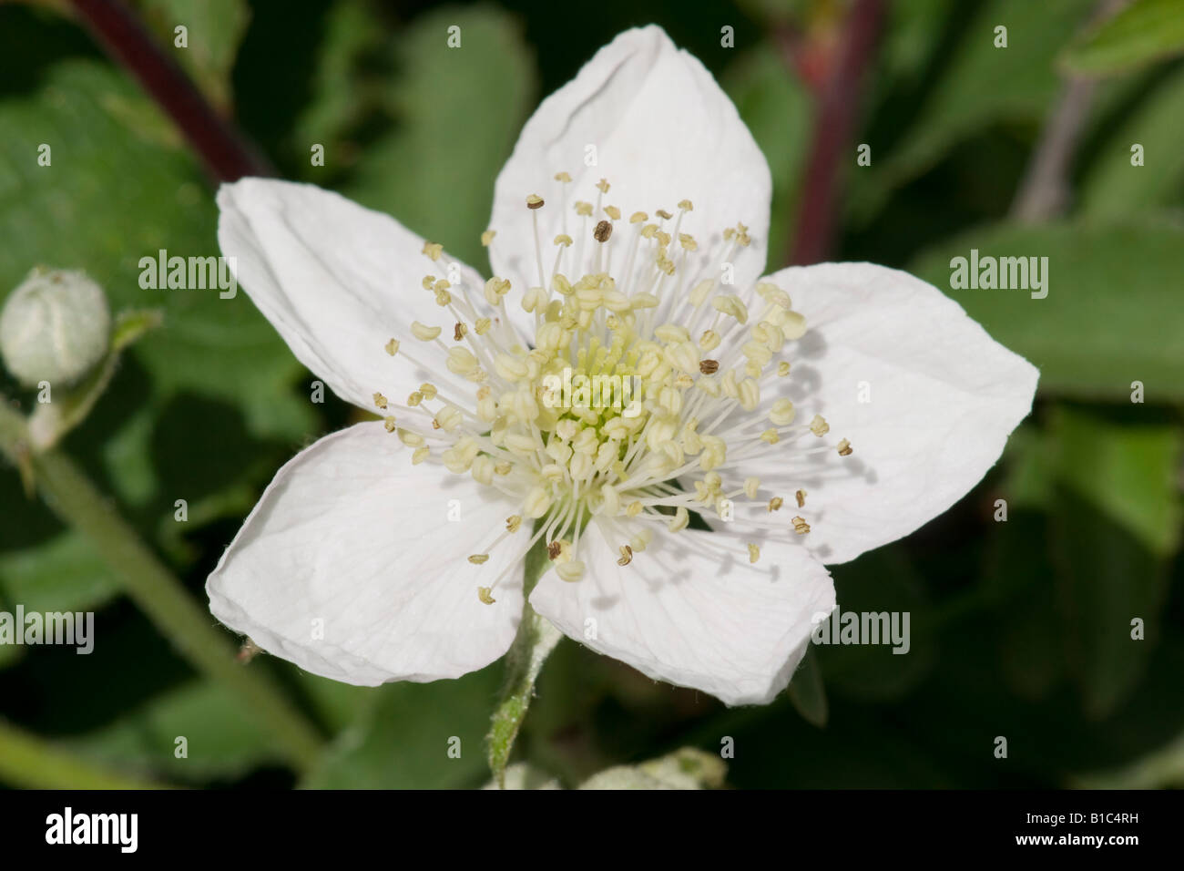 Bramble flower, Rubus fruticosus Stock Photo - Alamy