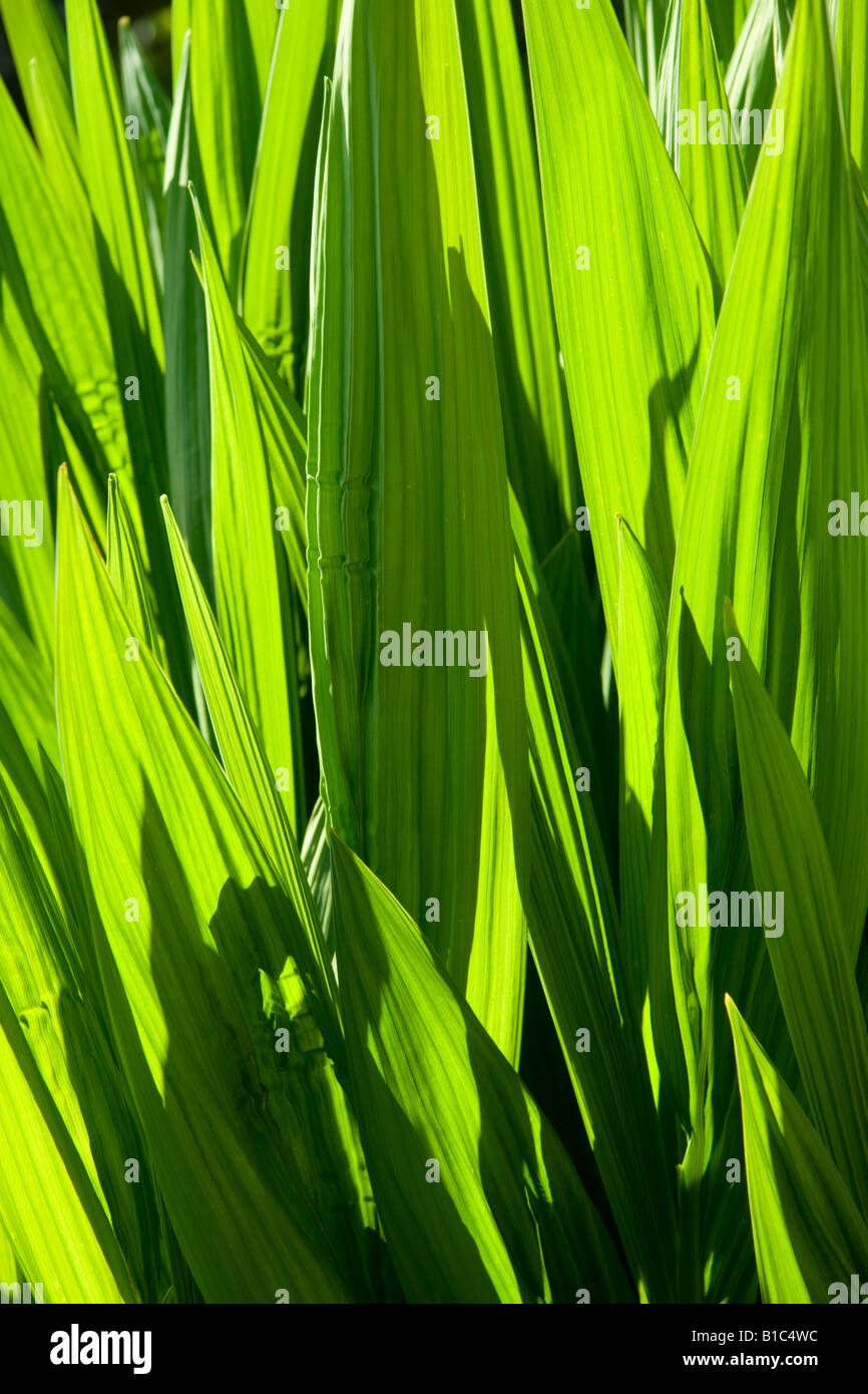 Long Thin Leaves Stock Photos & Long Thin Leaves Stock Images - Alamy