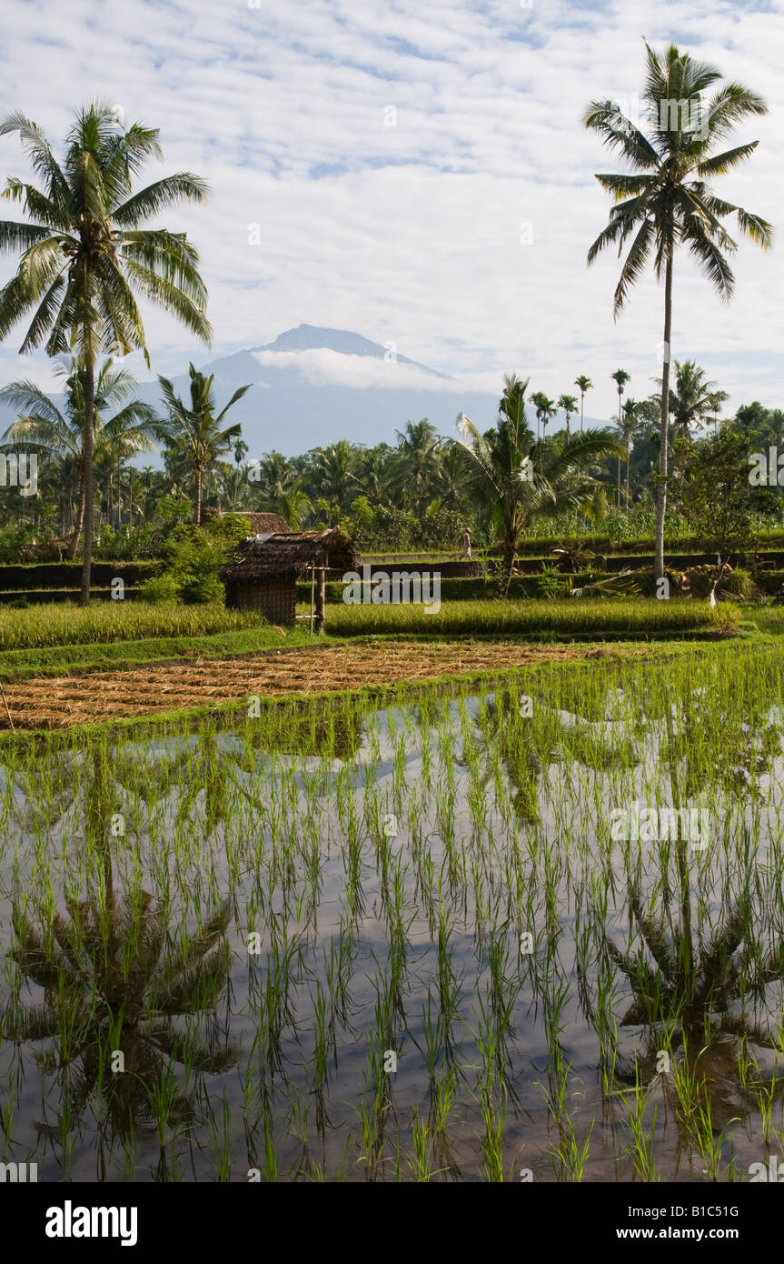 Indonesia Lombok Island View of Rinjani Volcano from Tetebatu area with ...