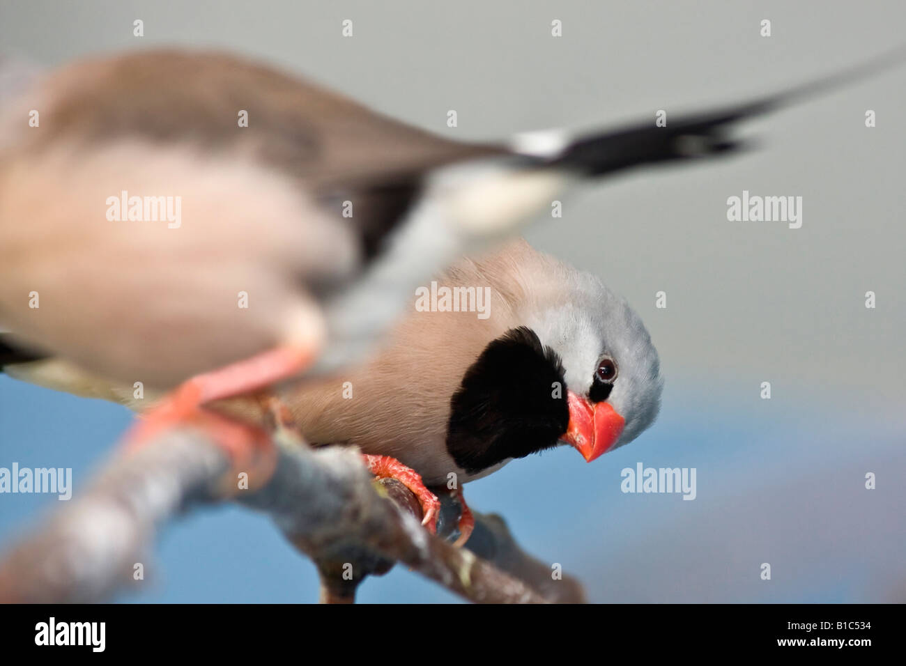 Long tailed Finch Poephila acuticauda bird exotic background natural ...