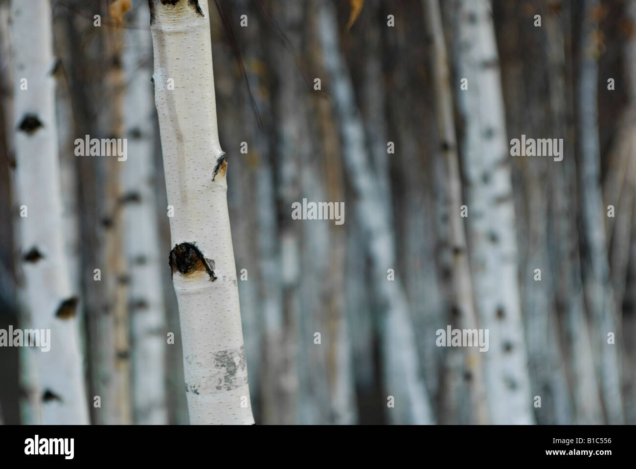 row of silver birch trees Stock Photo - Alamy