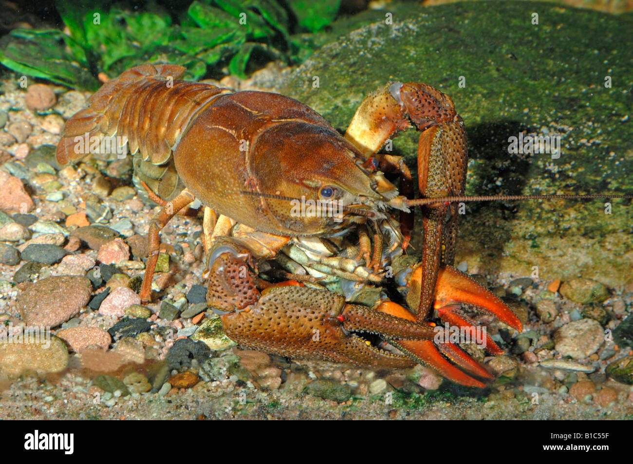 Noble Crayfish (Astacus astacus), mating Stock Photo - Alamy