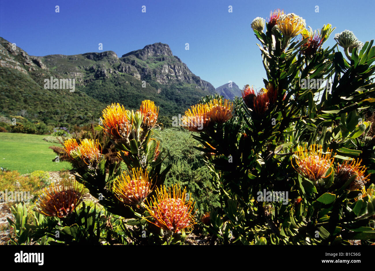 Cape Floral Region Fynbos High Resolution Stock Photography and Images ...