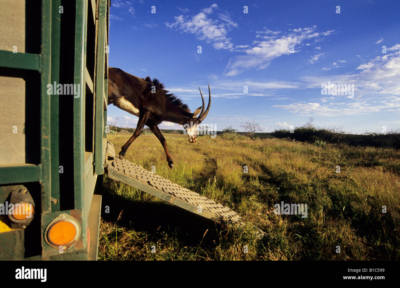 Okahanja, Namibia, wildlife management, animals, farming, adult male ...