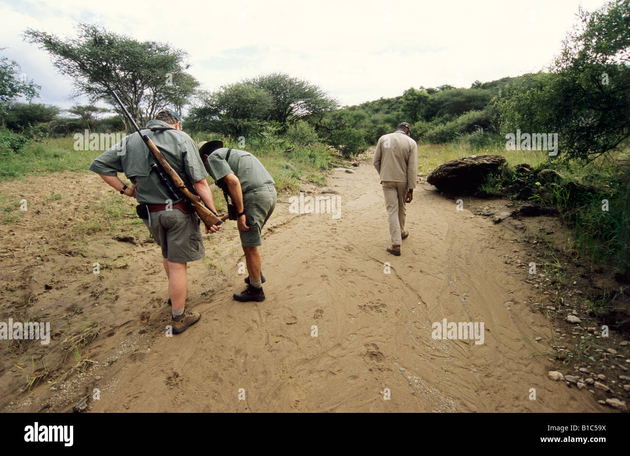 Adult men on African hunting safari studying tracks in dry river bed ...