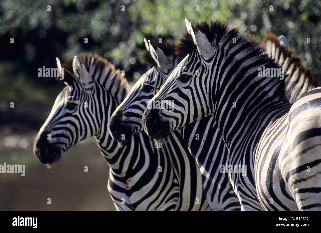 Cryptic animals hi-res stock photography and images - Alamy