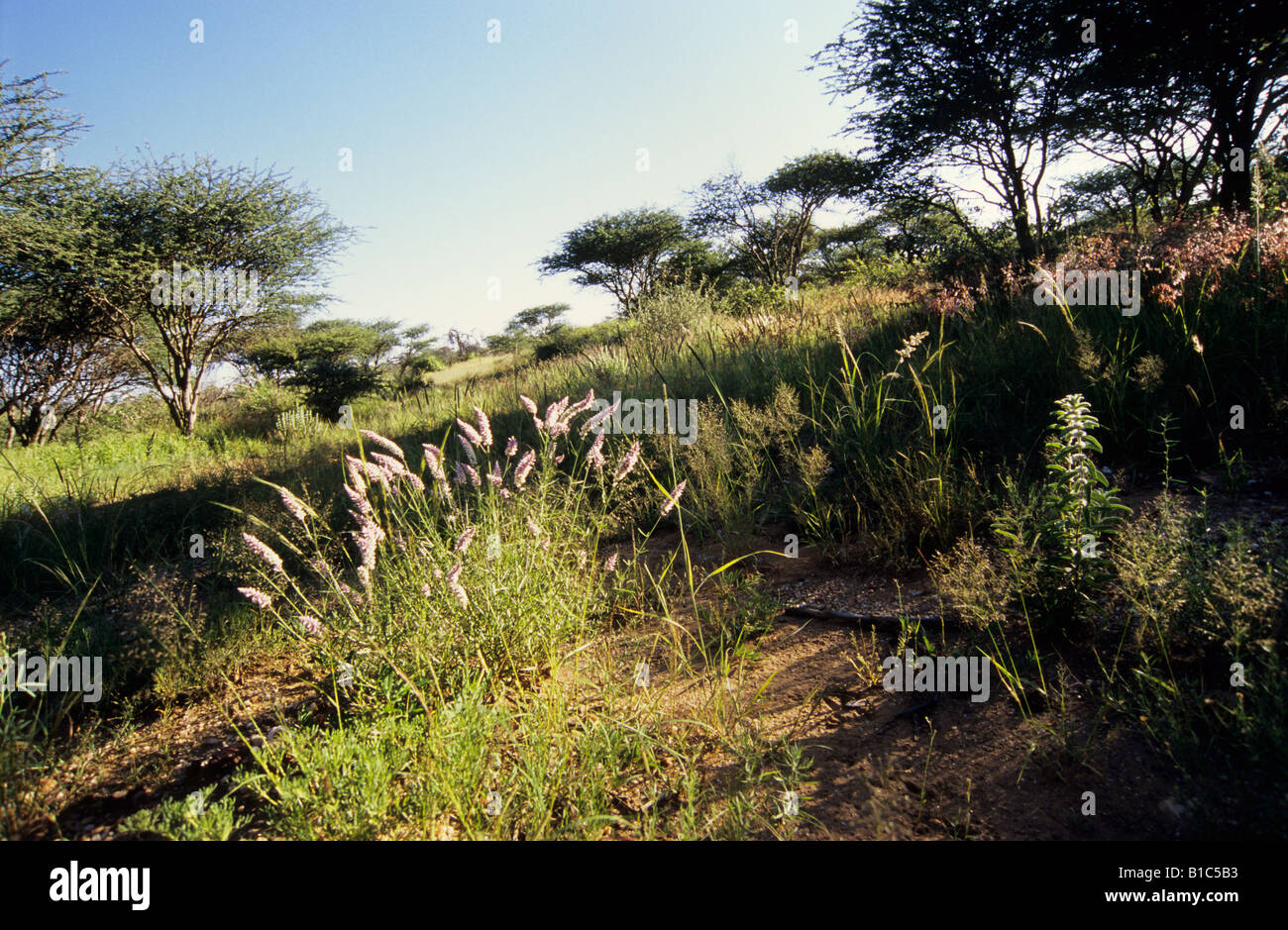 Landscape, plants, Okahania, Namibia, grass, trees, plants of African ...