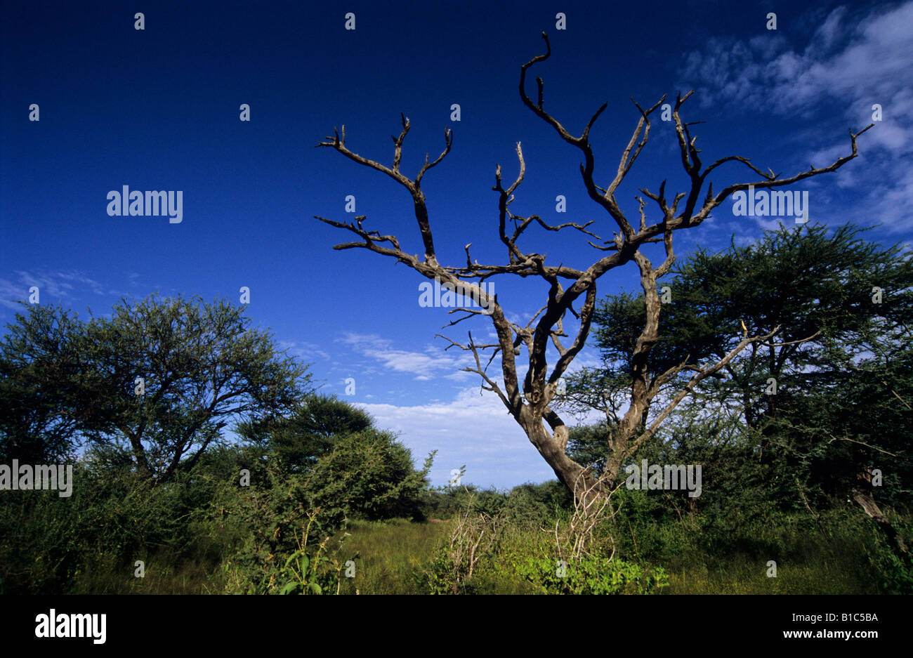 Plants, silhouette, landscape, dead tree in African savannah bush veld ...